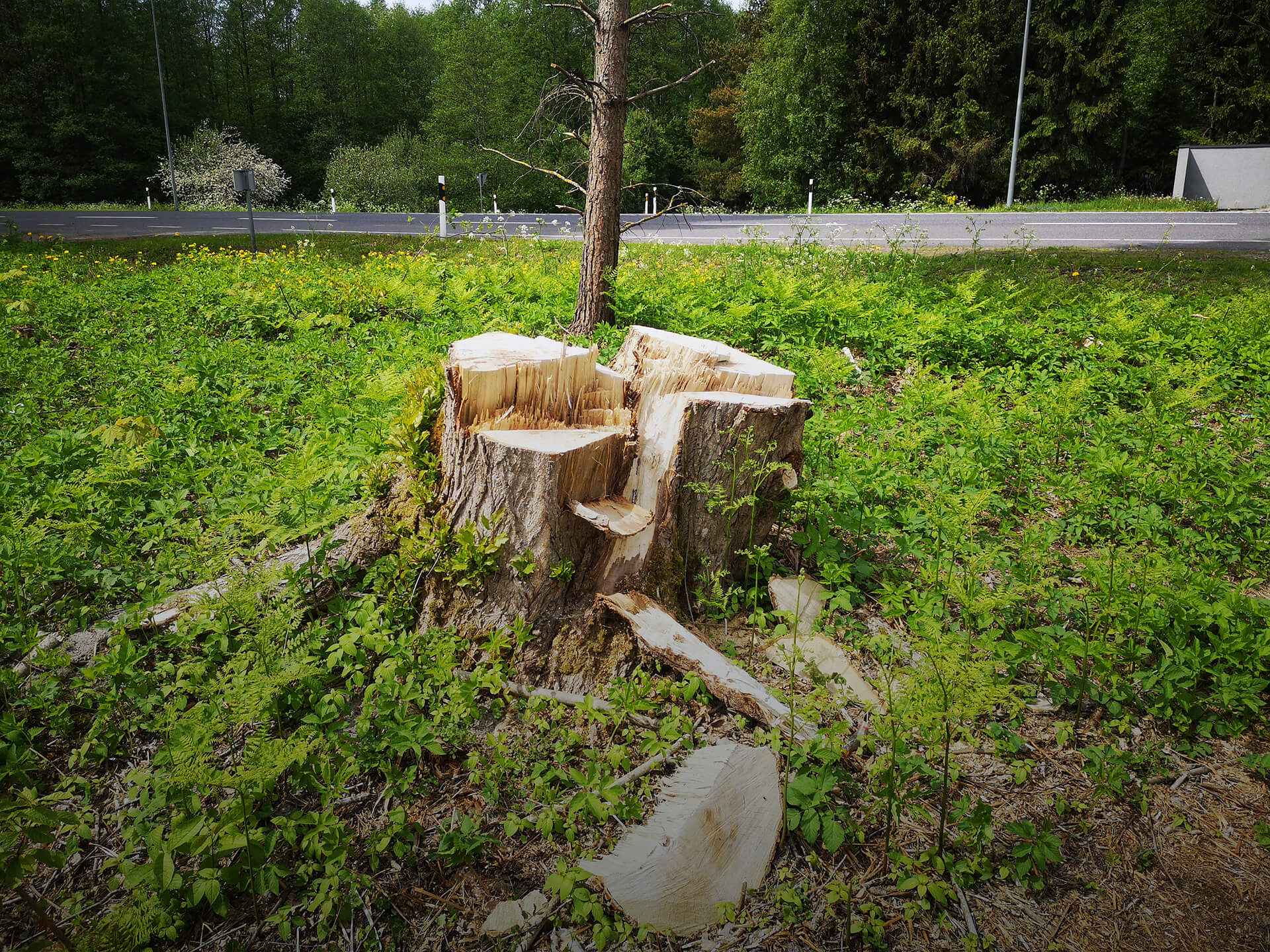 Stump removal with an excavator: why don't you just dig them out ...